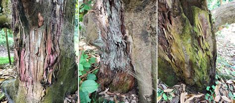 Stem Rot Symptoms On Infected Durian Trees Download Scientific Diagram