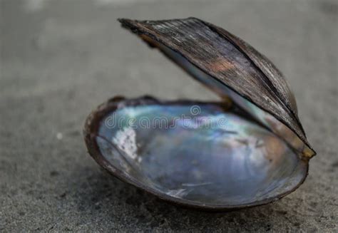 River Shells On The Sand Stock Image Image Of Brown 261138669