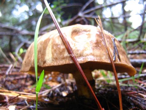 Suillus Luteus Hongos De Chile