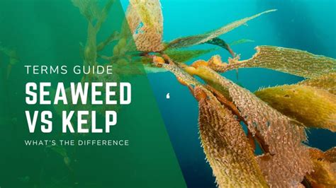 Seaweed Vs Kelp Whats The Difference Get Kelp