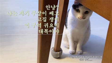 [vlog]슬쩍 담아보는 집사와 고양이의 하루🐈 Youtube