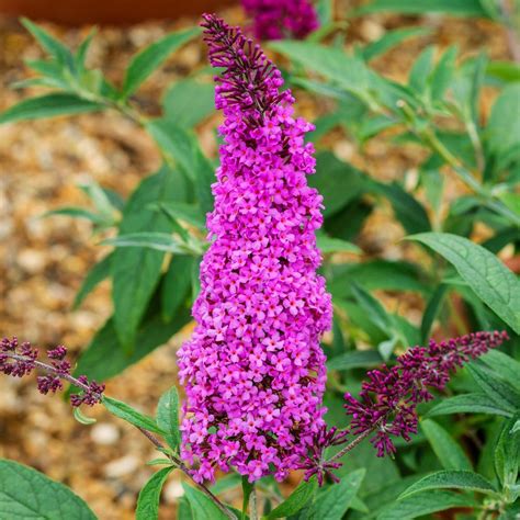 Buddleia Davidii Buzz™ Magenta White Flower Farm