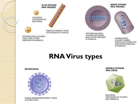Ppt Quasispecies Theory And The Behavior Of Rna Viruses Powerpoint