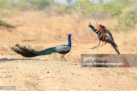 Fighting Peacock Photos And Premium High Res Pictures Getty Images
