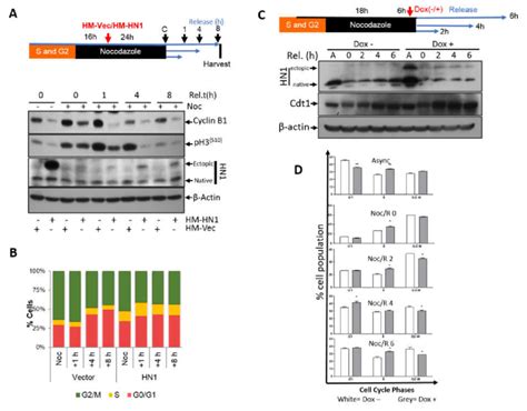 Hn1 Overexpression After Nocodazole Block Post G2 Using Transient
