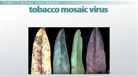 Tobacco Mosaic Virus Structure And Function What Is Tobacco Mosaic