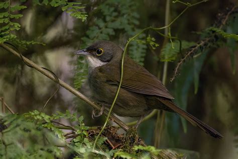 Chirrí De La Cordillera Central Fauna Dominicana