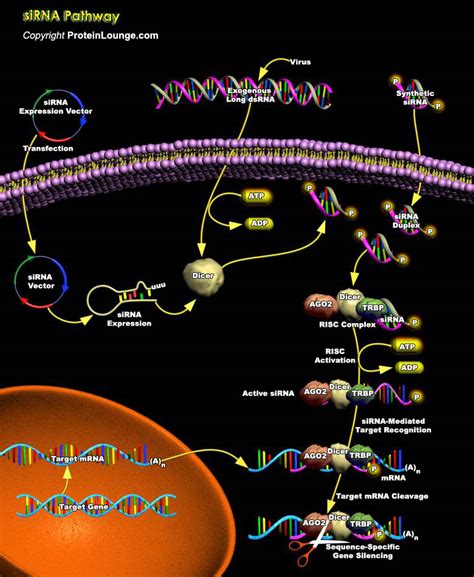 Biological Databases And Tools