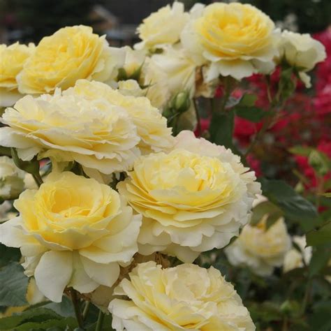 予約販売 バラ 苗 バラ 新苗 京成バラ園芸 快挙かいきょ 登録品種 薔薇 ばら 送料無料 京成バラ園 新苗 黄色 kss 4月中旬以降