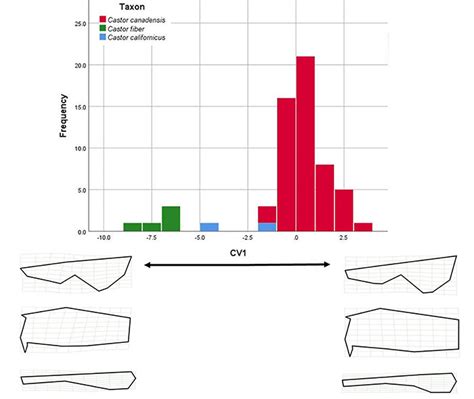 Fossil Beaver Morphology Figures