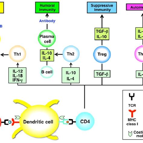 Immune Homeostasis Upon Tcr Mediated Cell Activation Naive Cd4 T
