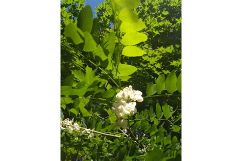 Робиния лжеакация (белая акация) - Robinia pseudoacacia