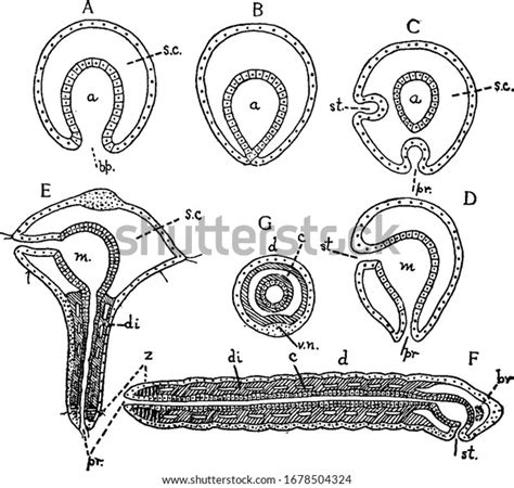 Ectoderm Throughout Represented Nucleated Without Cell Stock Vector