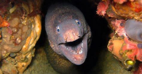 10 Strangest Objects People Have Fallen On Listverse