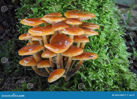 Shot Of Group Edible Mushrooms Known As Enokitake Stock Image Image