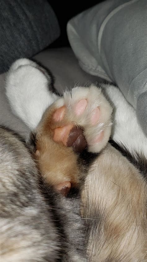 My Cat S Paw Has Two Different Colors R Mildlyinteresting