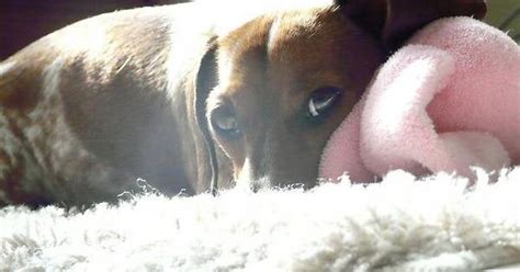 Her Favorite Spot Rdachshund