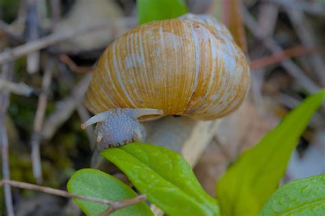 달팽이 껍데기 자연 Pixabay의 무료 사진 Pixabay