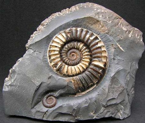 Ammonites Ideas Ammonite Fossils Fossil