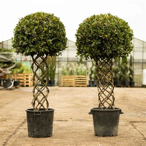 2 Stunning Helix Stemmed Laurus Nobilis In Our Yard Awaiting Dispatch