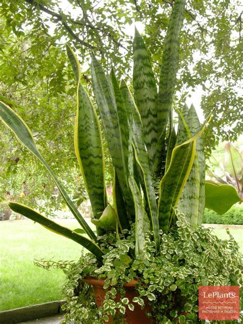 Сансевиерия (Sansevieria) — описание, выращивание, фото | на LePlants.ru