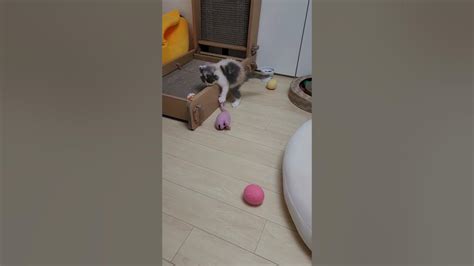 서지니 집에 온 첫날🐱 Youtube