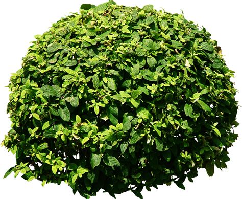 Tree Photoshop Trees To Plant Landscape Design Drawings