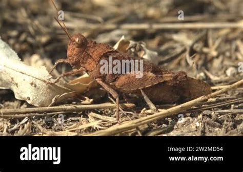 Dissosteira Carolina Carolina Grasshopper Carolina Locust Black