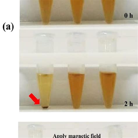 Atr Ftir Spectra Of A Mnps B Pmampc Mnps And C Download Scientific Diagram