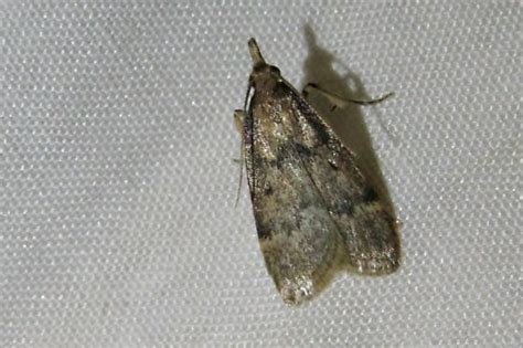 Zaboba Mitchelli Zaboba Mitchelli Bugguide Net