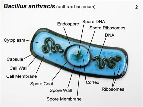 Anthrax Bacteria