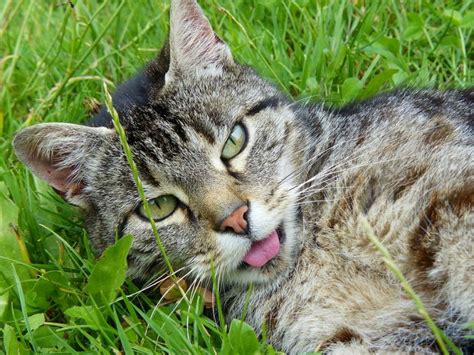 Cómo Curar Heridas En Gatos