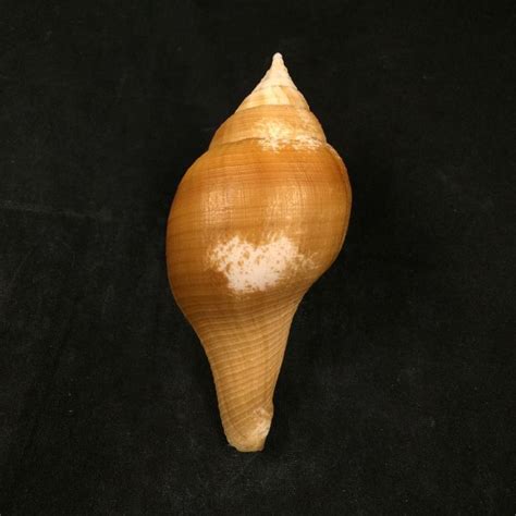 Turbinella Laevigata Brazil 89 2mm F Nice Specimen Ebay In