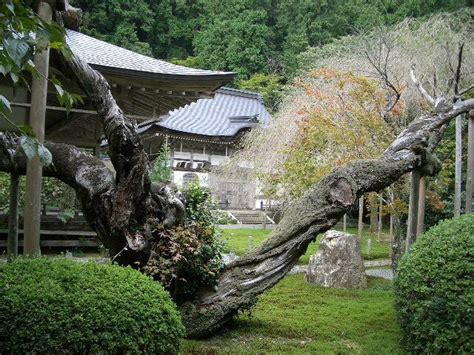 常照皇寺の九重桜