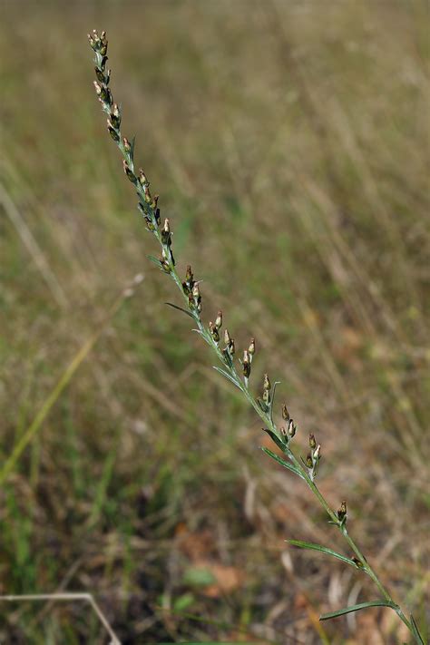 Omalotheca sylvatica - Изображение особи - Плантариум
