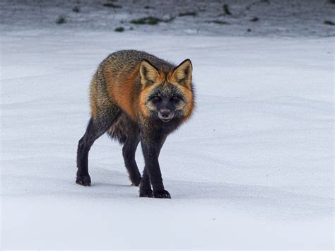 Animal Fox Wildlife Free Photo On Pixabay Pixabay