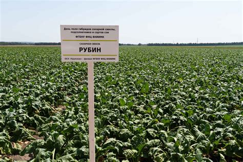 Сахарная свекла Рубин: семена оптом от производителя ВНИИМК, Краснодар