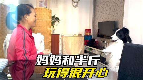 564q：龙妈和半斤玩的很开心，小秋每次回家，都充电一样活力满满去工作 Youtube