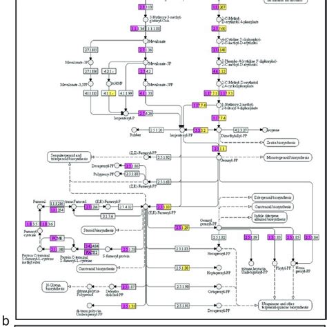 A Annotated Pathway For The Biosynthesis Of The Terpenoid Backbone