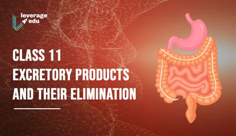 Bipc Subjects Full Form Advantages Courses And More I Leverage Edu