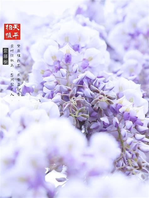 原創賞花紫藤花飄香 每日頭條