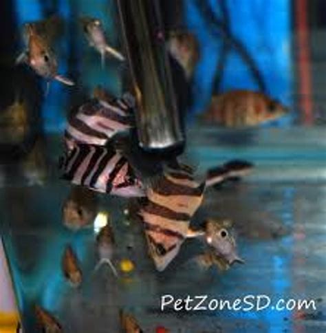 Freshwater Tropical Fish Indonesian Tigerfish Datnoid Datnoid Microlepis