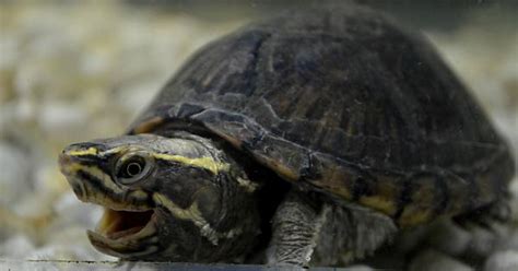 Terrible Joke Turtle Meme Template Imgur