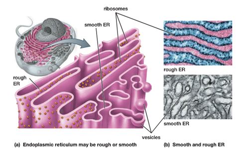 Endoplasmic Reticulum Bio109 Biology I Introduction To Biology