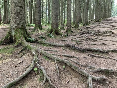 The Root System Of Tall Forest Trees Forest Road Among Huge Pines Old Forest Trunks Of