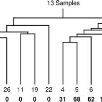 Hierarchical Clustering Of Samples Microarray Data Sets Were Clustered