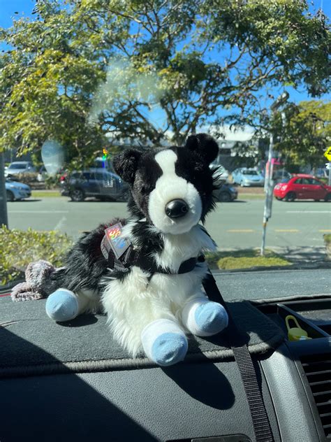 Chase Border Collie By Douglas Essa Lacey Lane Plushies
