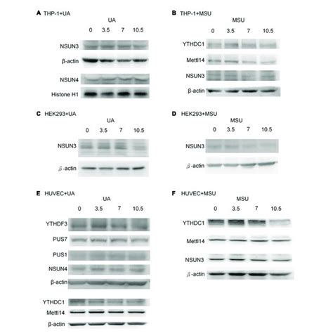 Protein Expressions Of Rna Modification Enzymes Were Affected In Msu Or Download Scientific