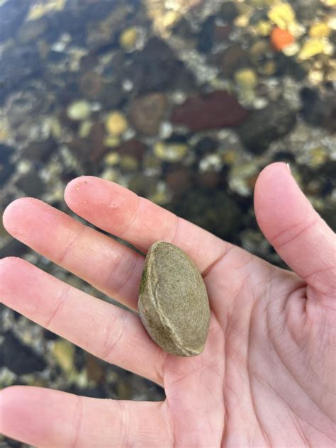 Is This A Fossilized Bivalve Found In St Andrew S Scotland R Fossils