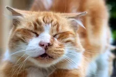Cats Nose With New Bump Lump Or Scab Pics Vet Advice Cat World